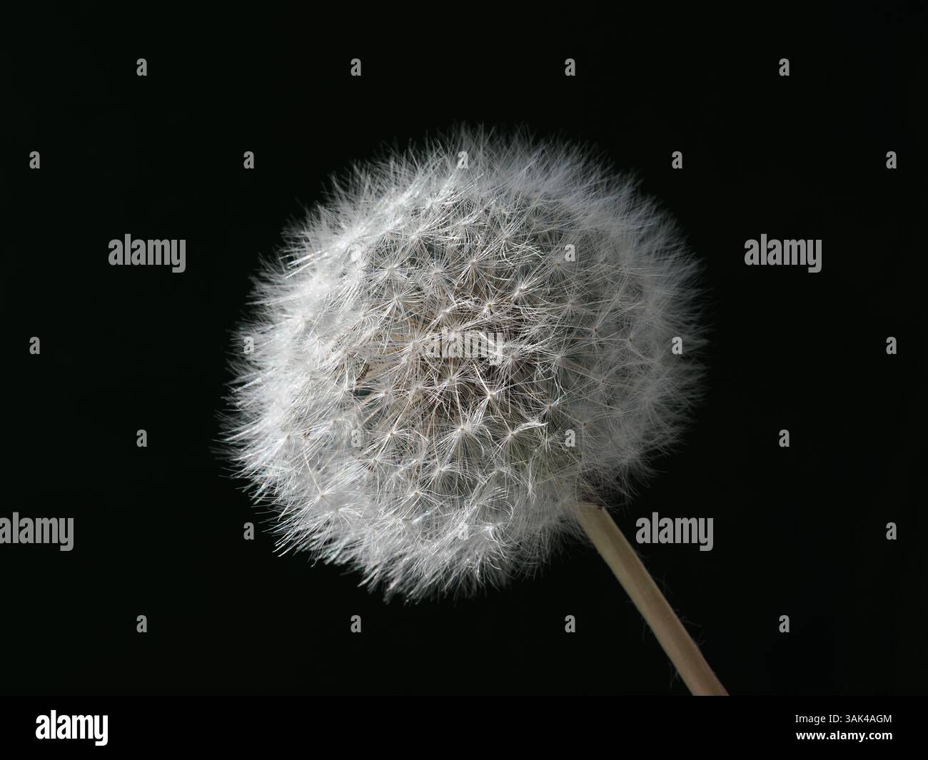 The photo shows a mature dandelion with fluffy seeds against a black ...