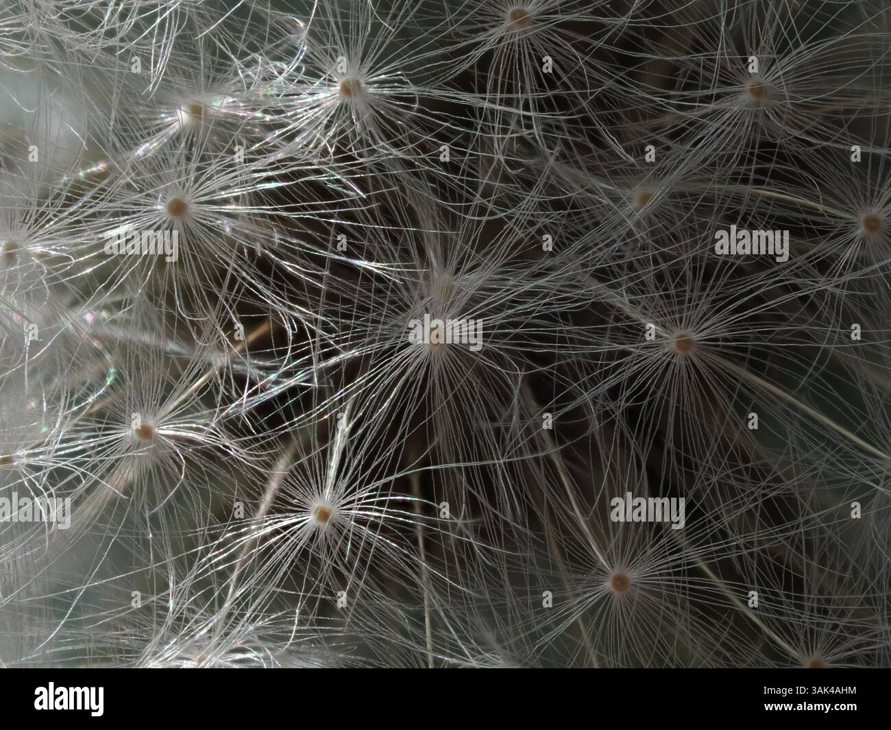 Macro photo of dandelion seeds in their fluffy stage. The fine white ...
