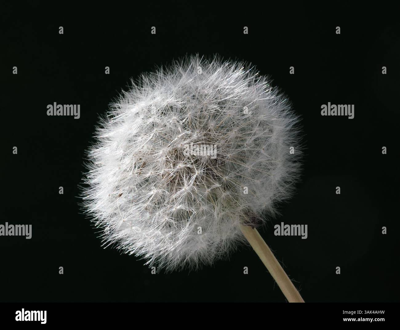 The photo shows a mature dandelion with fluffy seeds against a black ...