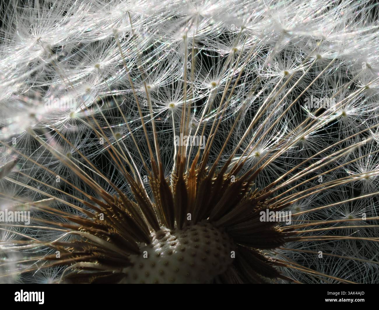 Macro photo of the center of a dandelion showing the detailed structure ...