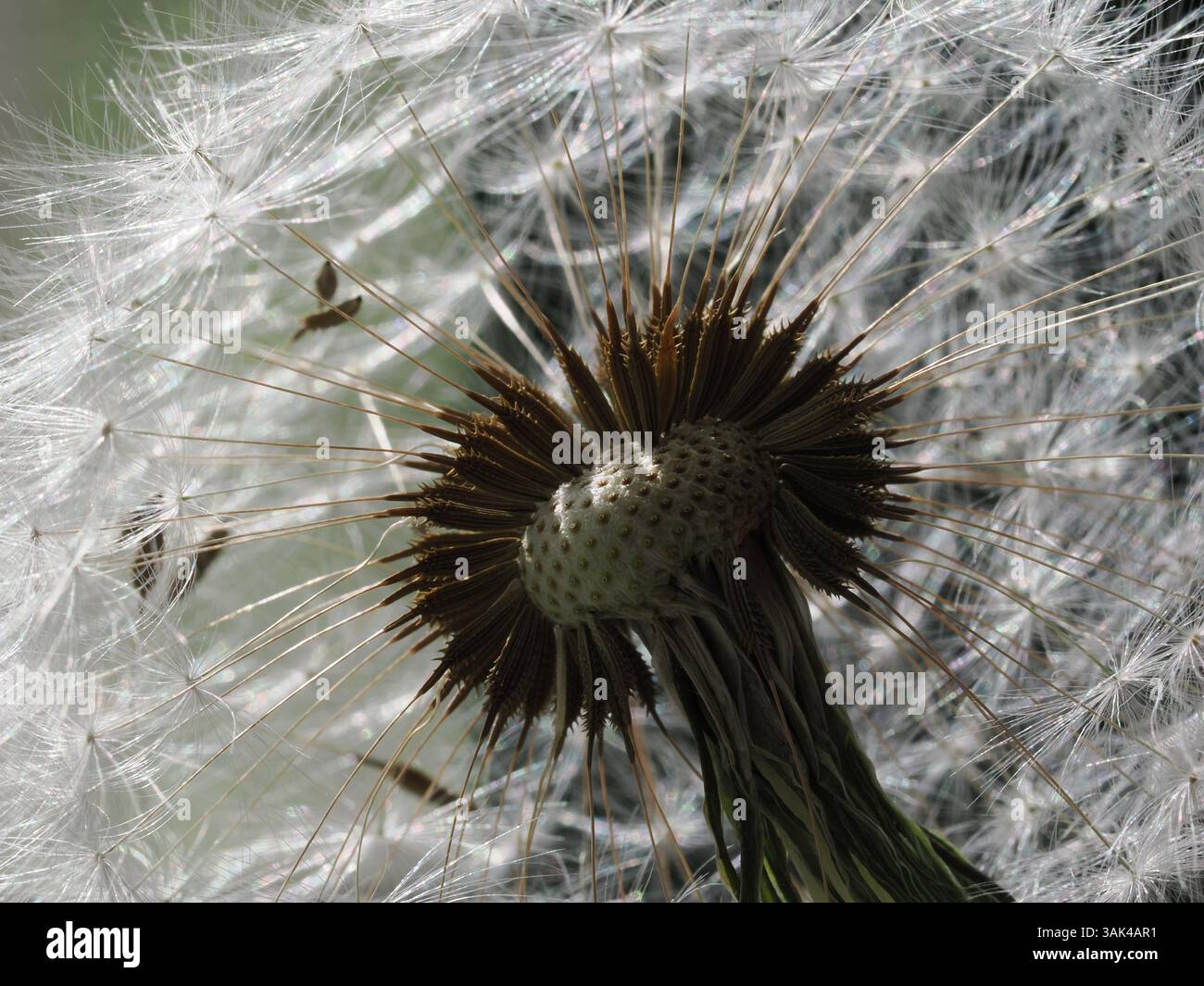 Macro photo of the center of a dandelion showing the detailed structure ...