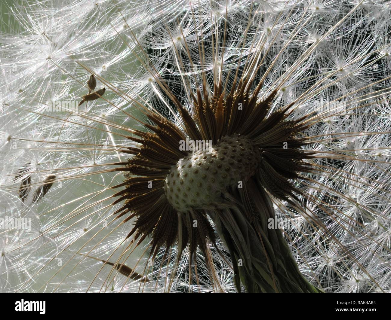 Macro photo of the center of a dandelion showing the detailed structure ...