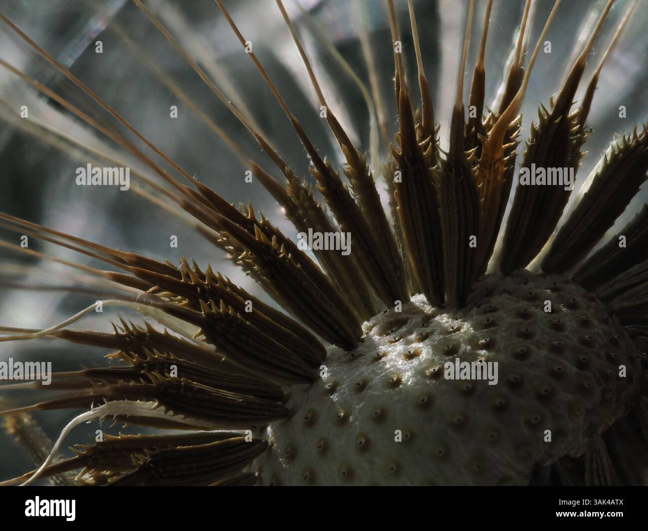 Macro photo of the center of a dandelion showing the detailed structure ...