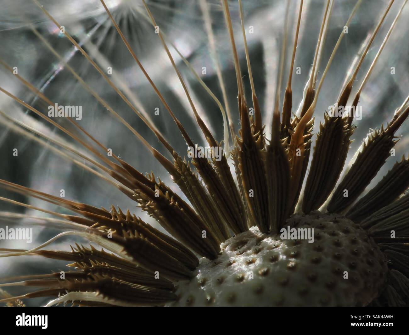 Macro photo of the center of a dandelion showing the detailed structure ...