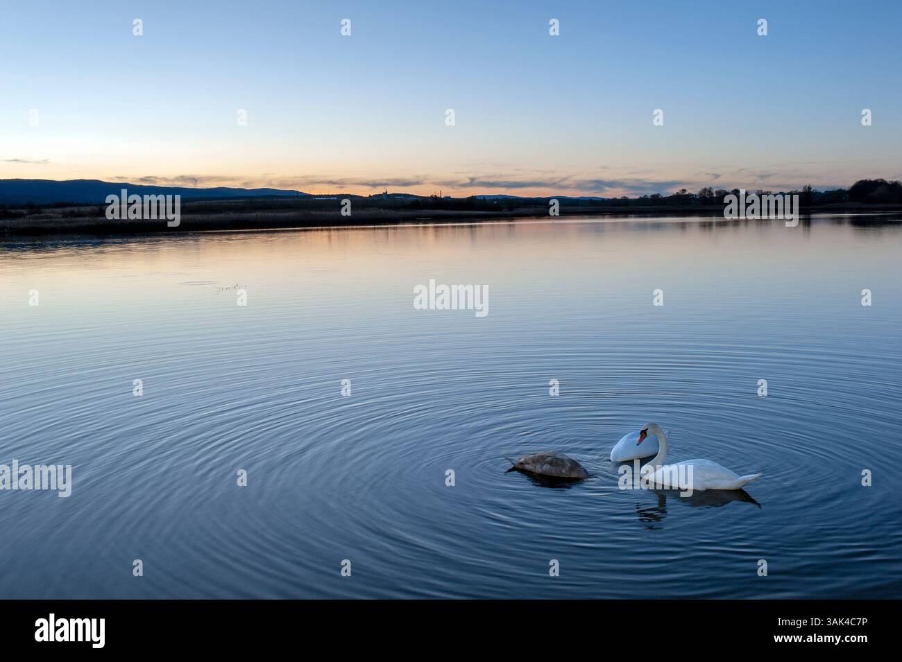 A family of swans with their babies on the shore of the pond, in the ...