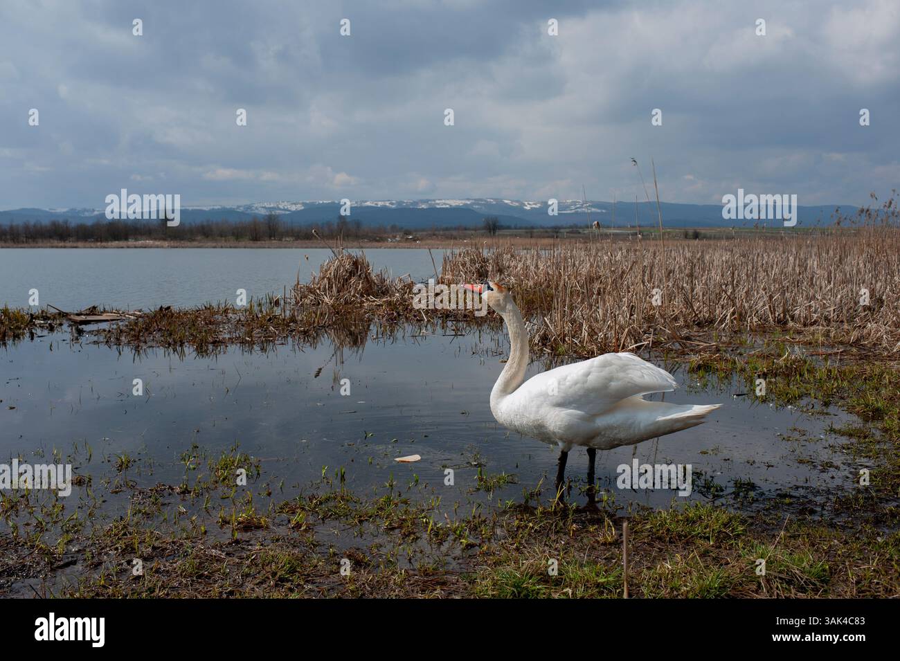 Lonely snow white swan hi-res stock photography and images - Alamy