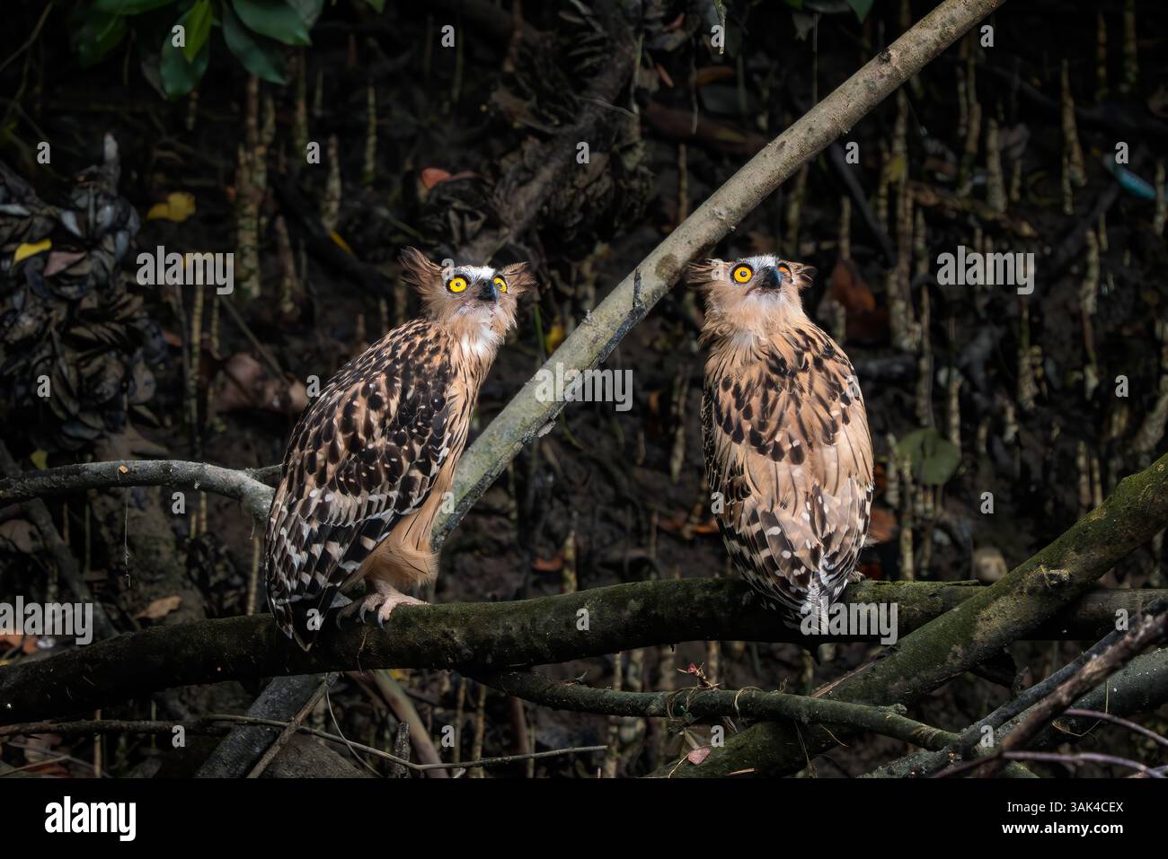 Buffy Fish Owl - Ketupa ketupu, large beautiful fish owl from Southeast ...