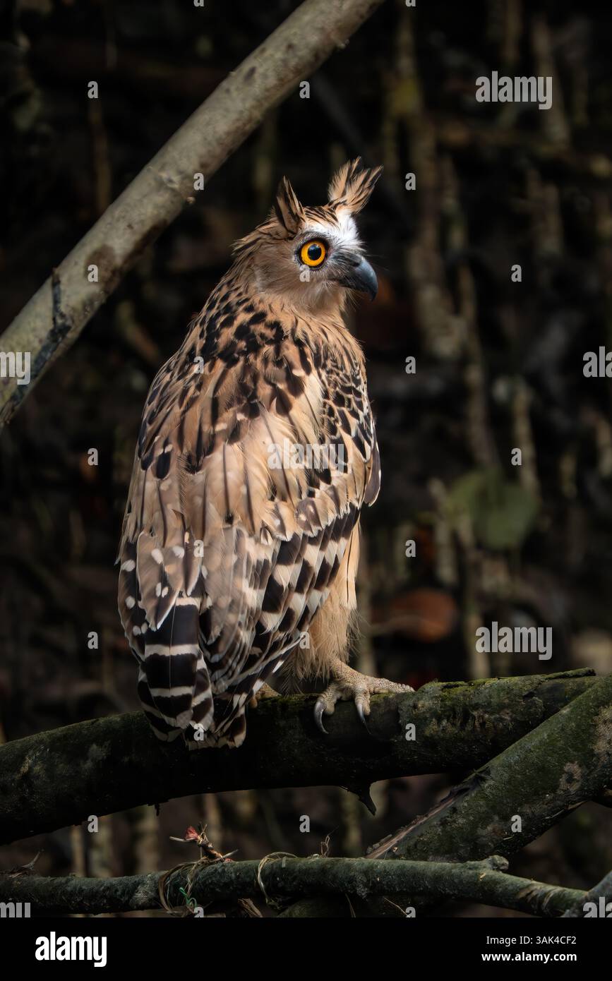 Buffy Fish Owl - Ketupa ketupu, large beautiful fish owl from Southeast ...