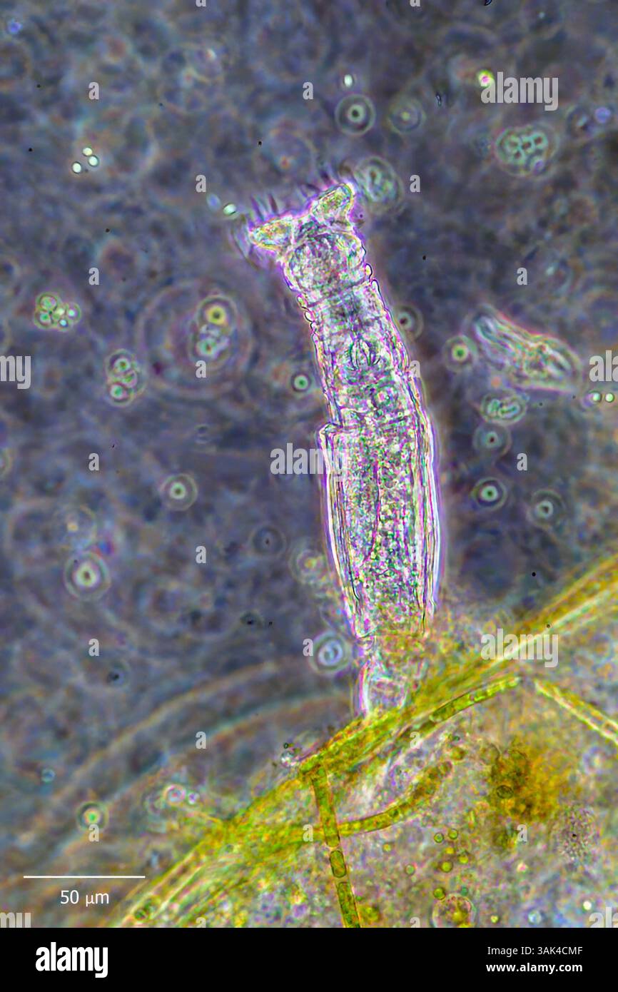 Philodina sp hi-res stock photography and images - Alamy