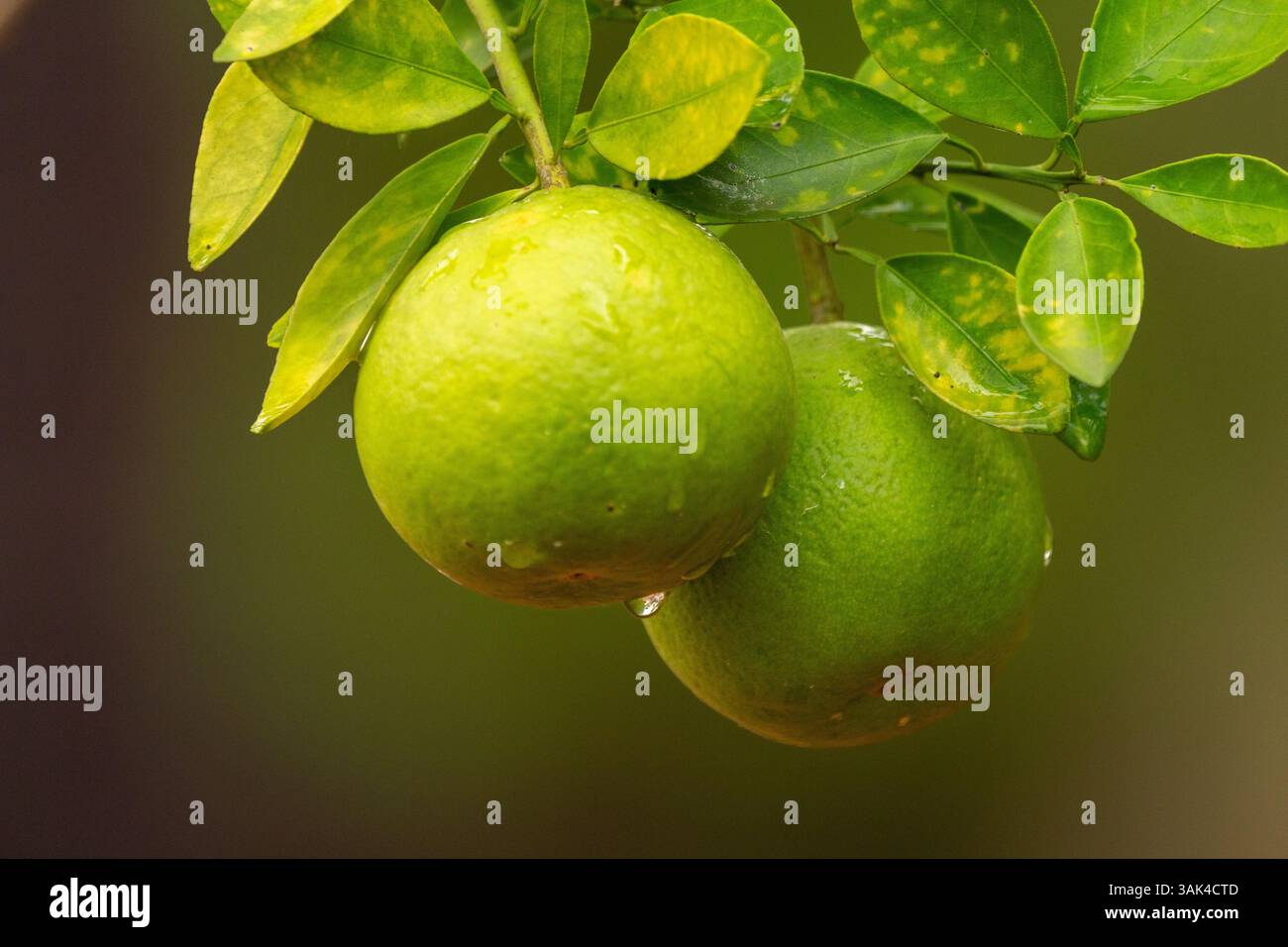 Fresh fruit fruits juice produce hi-res stock photography and images ...