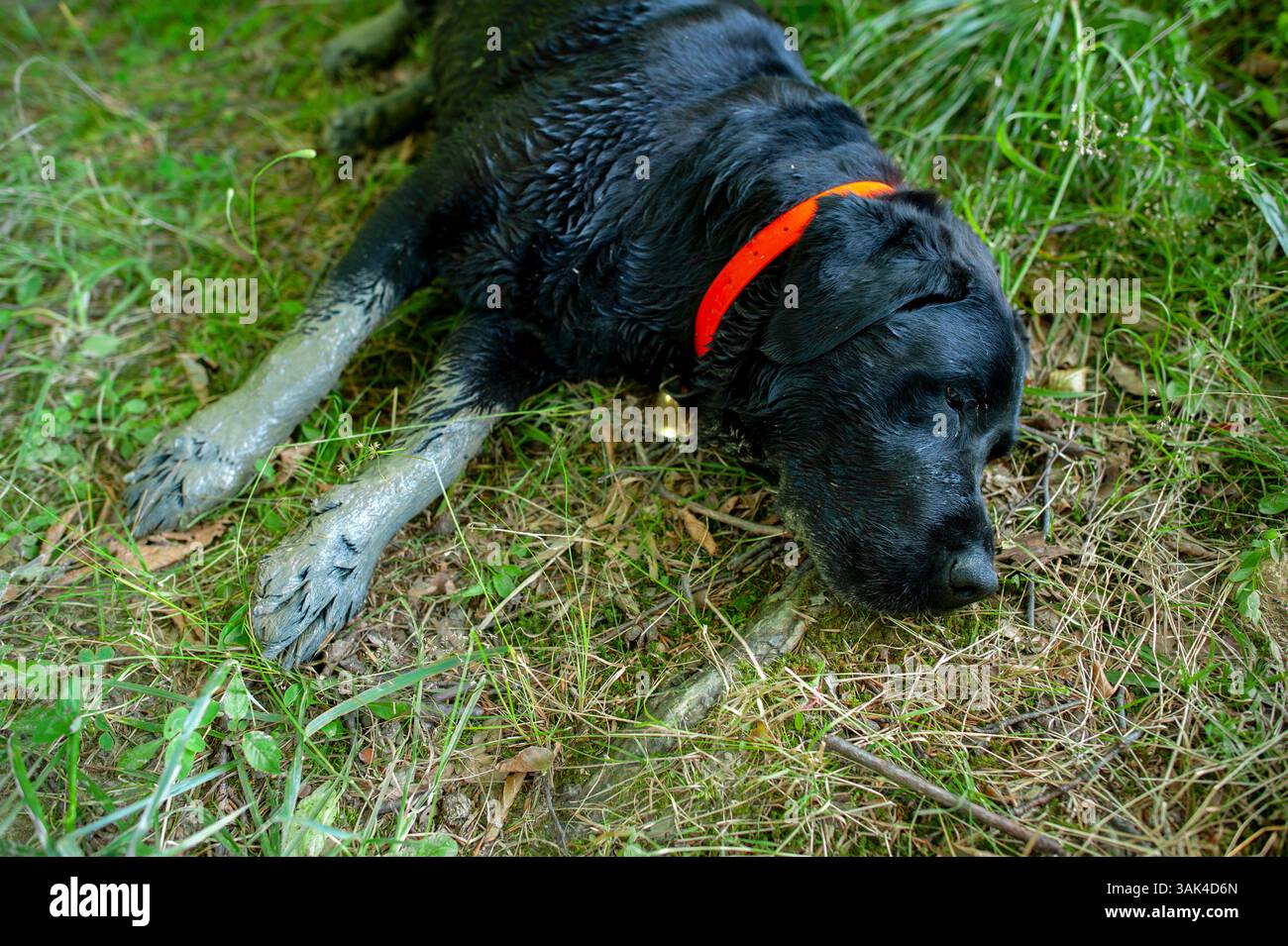 A black labrador is lying on the ground, looking to the side with its ...