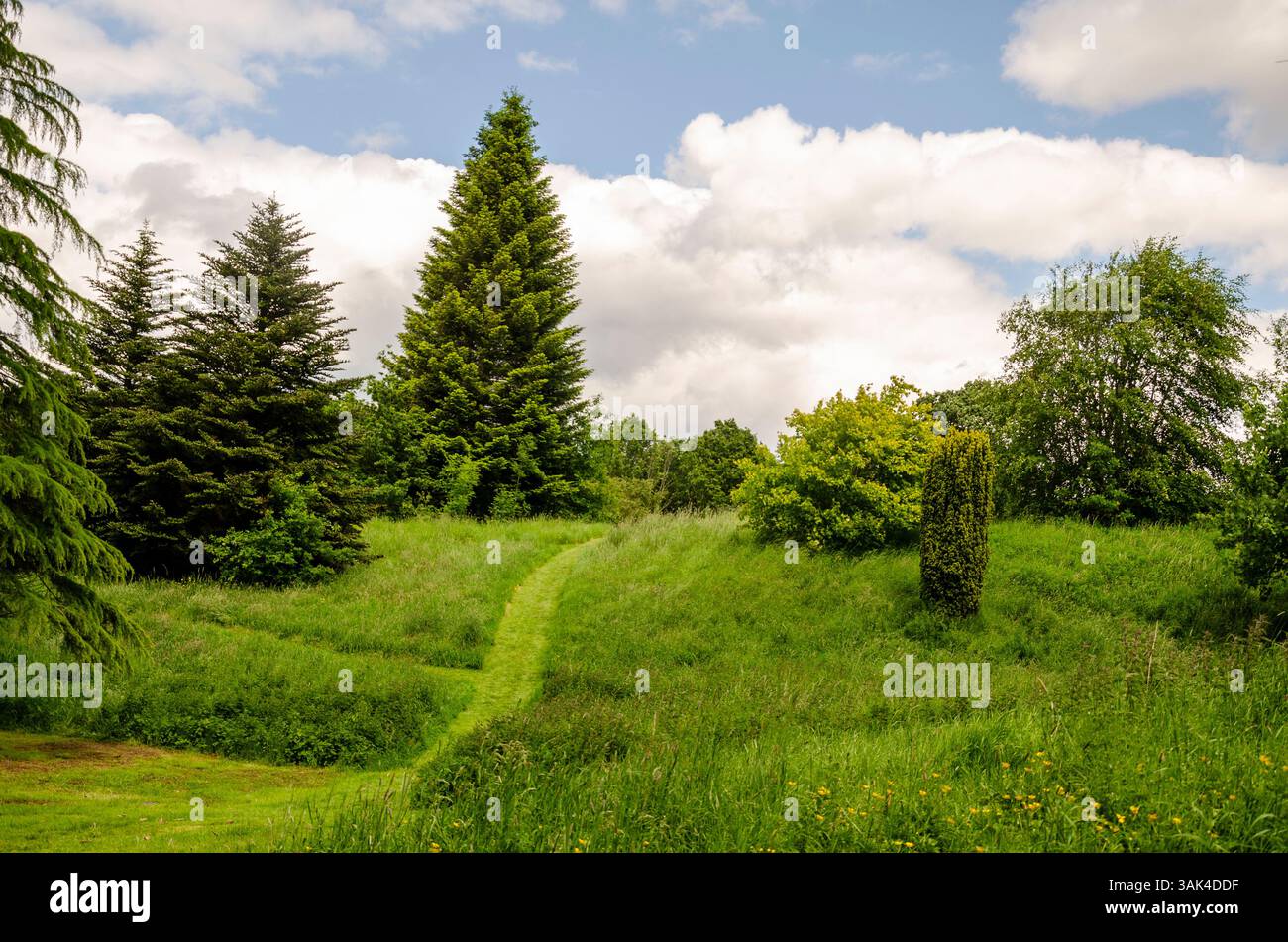 Gently sloping hill with trees on either side of a grassy path Stock ...