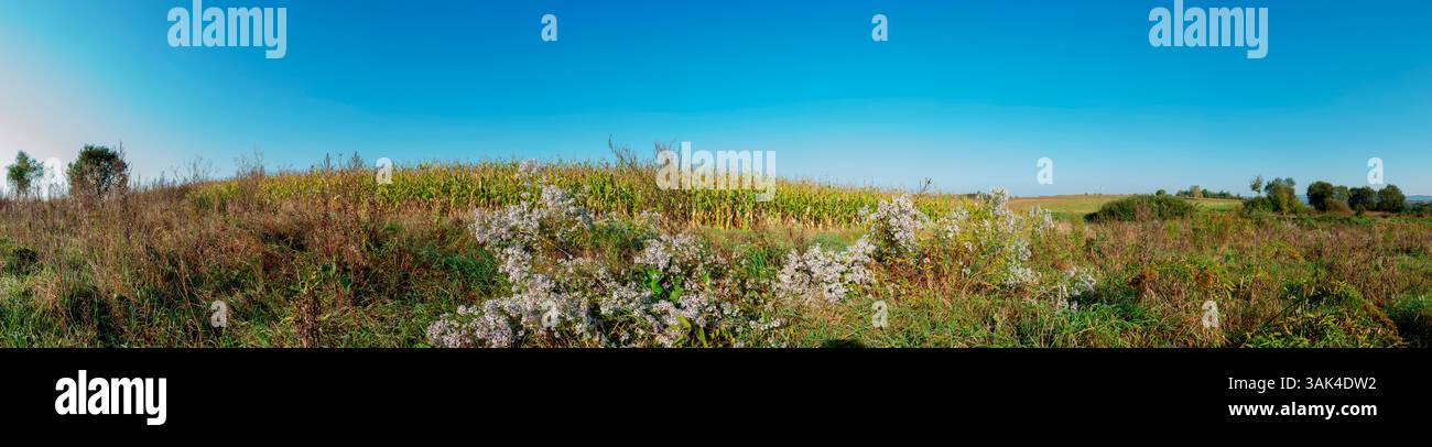 Panoramic view of Corn field plantation with blue sky background Stock ...