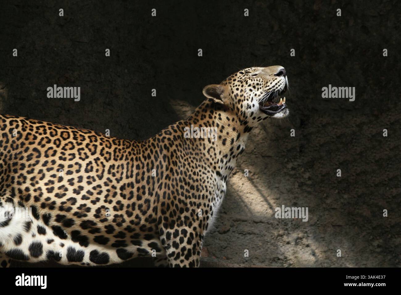 Big cat claw hi-res stock photography and images - Alamy