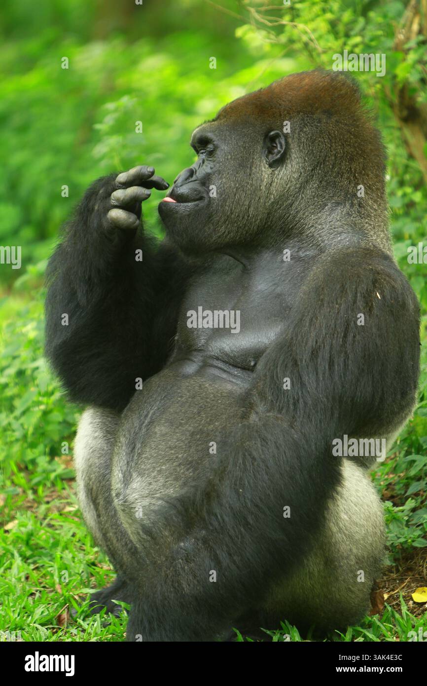 silverback gorilla behavior outdoors Stock Photo - Alamy