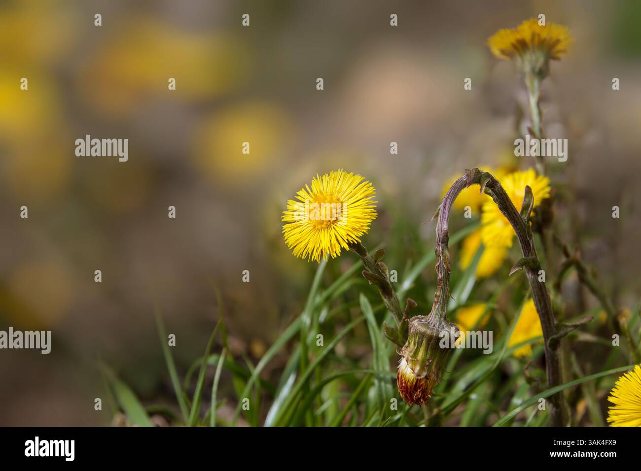 Yellow spring flowers Coltsfoot Tussilago farfara on a sunny spring day ...