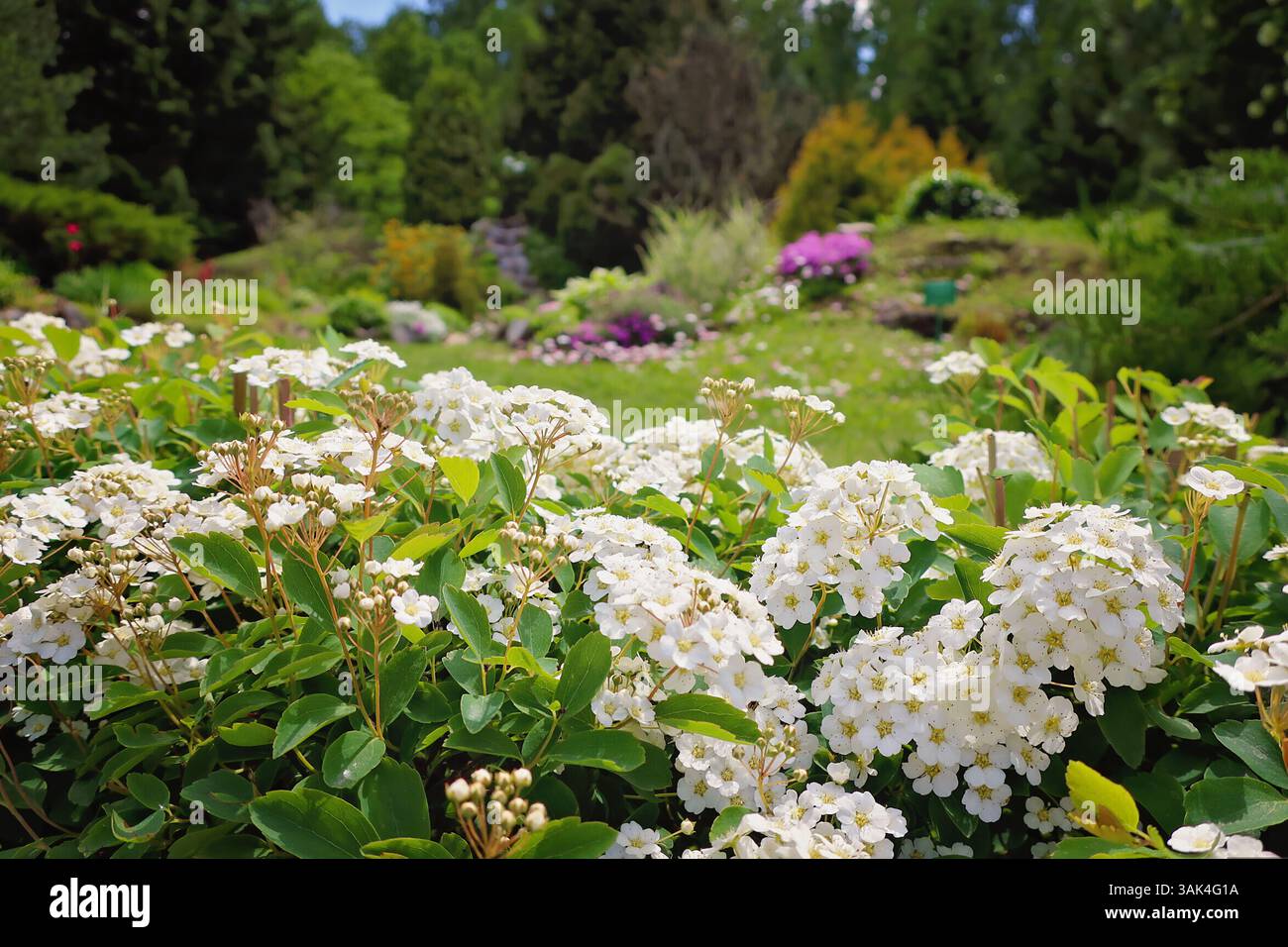 Beautiful spring garden. Spirea inflorescence, small delicate white flowers, green leaves ...