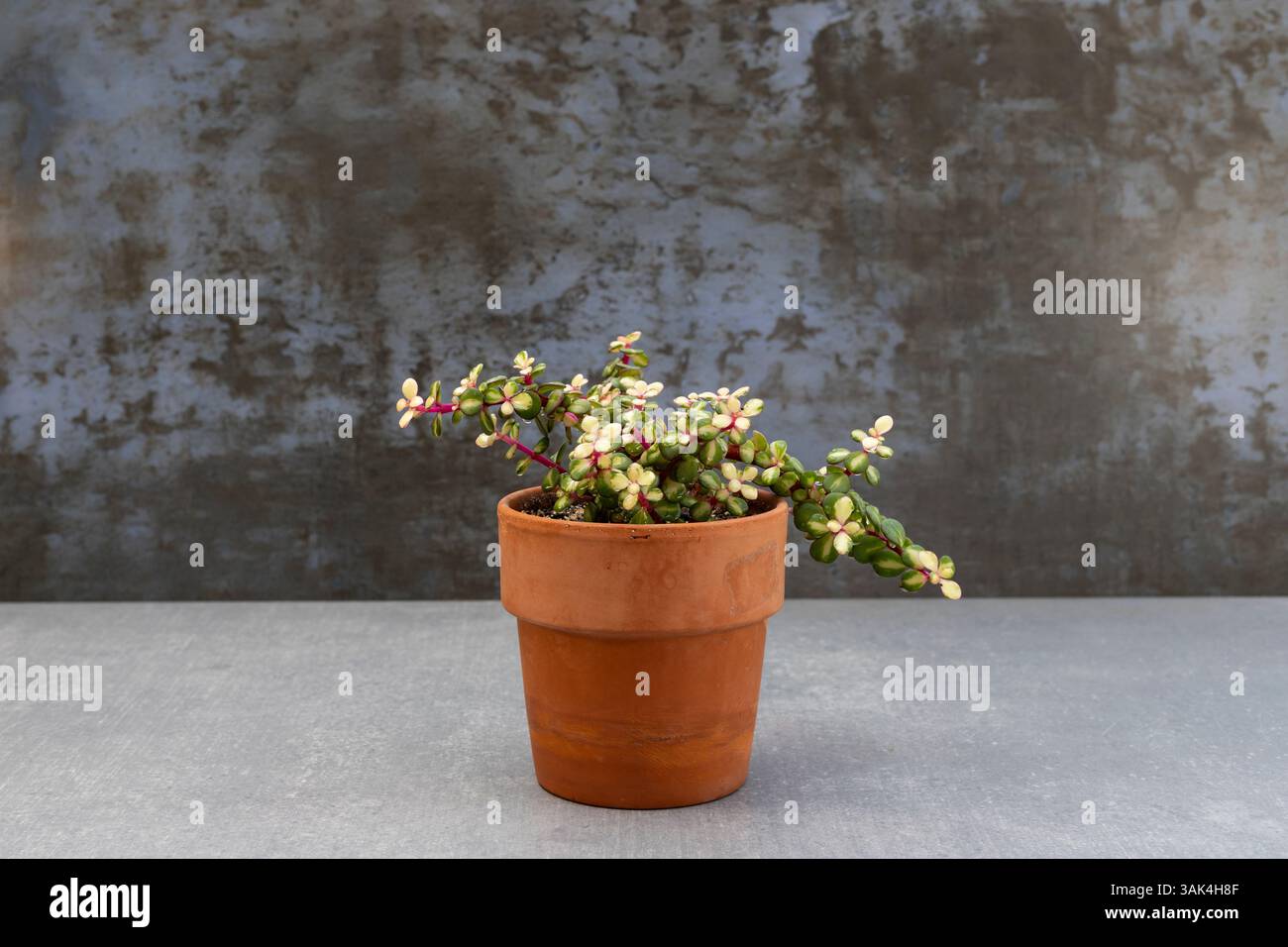 Portulacaria midstripe rainbow bush in a terracotta pot Stock Photo - Alamy