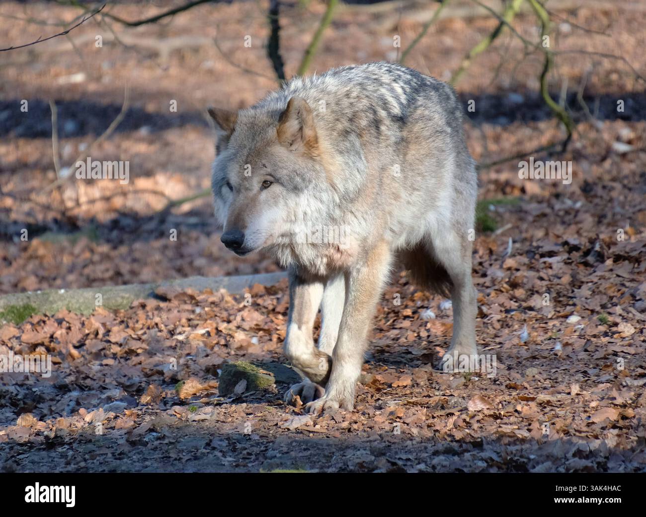 Wolf-Europaeischer Grauwolf in Deutschland in Aktion. Wolf-Grauwolf ...