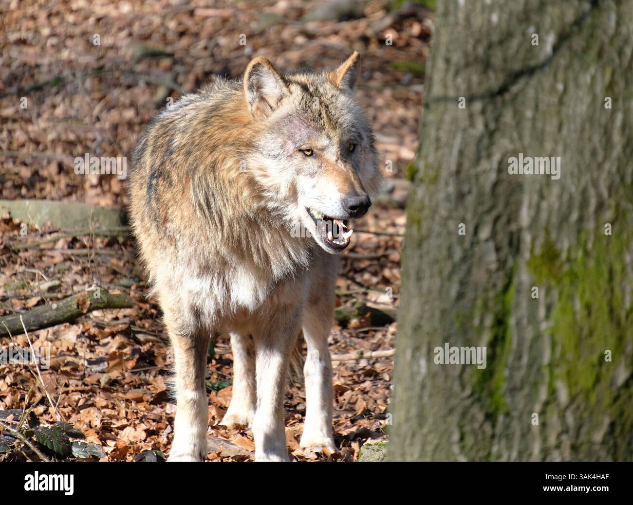 Wolf-Europaeischer Grauwolf in Deutschland in Aktion. Wolf-Grauwolf ...