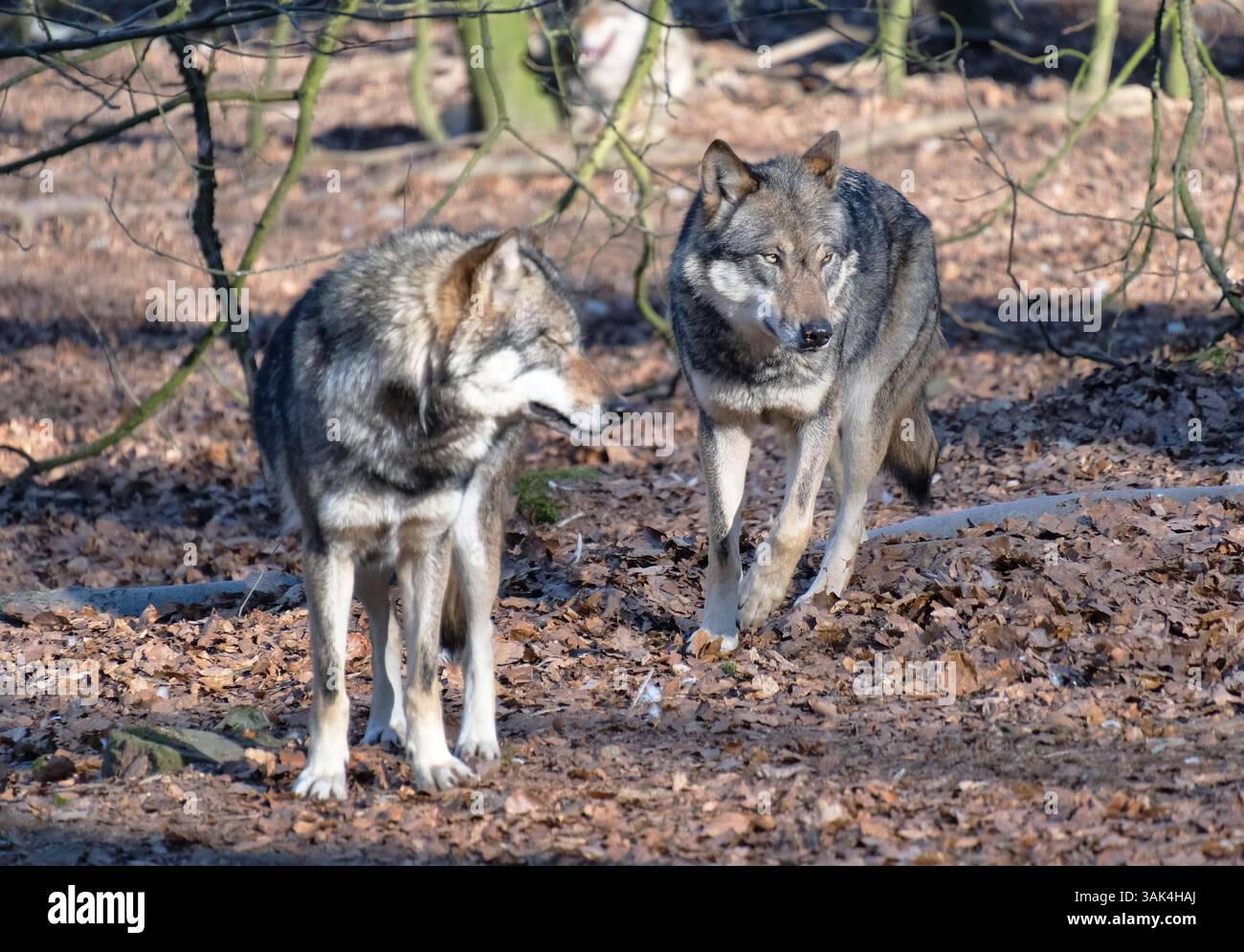 Wolf-Europaeischer Grauwolf in Deutschland in Aktion. Wolf-Grauwolf ...