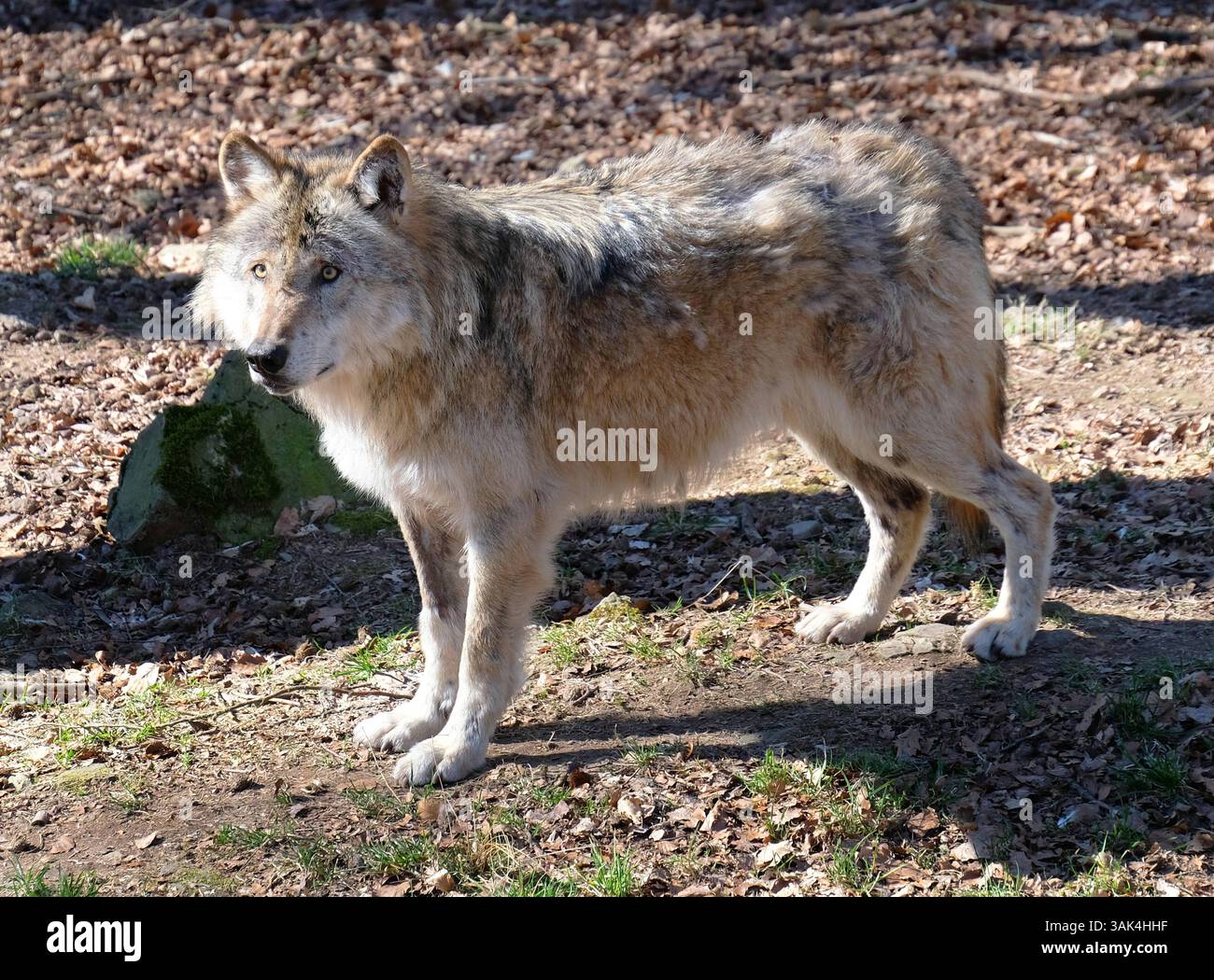 Wolf-Europaeischer Grauwolf in Deutschland in Aktion. Wolf-Grauwolf ...