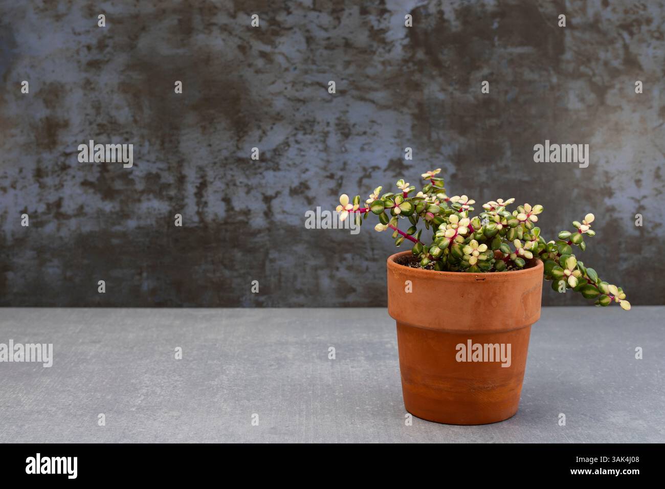 Portulacaria afra F. variegata, rainbow bush or elephant bush in a clay ...