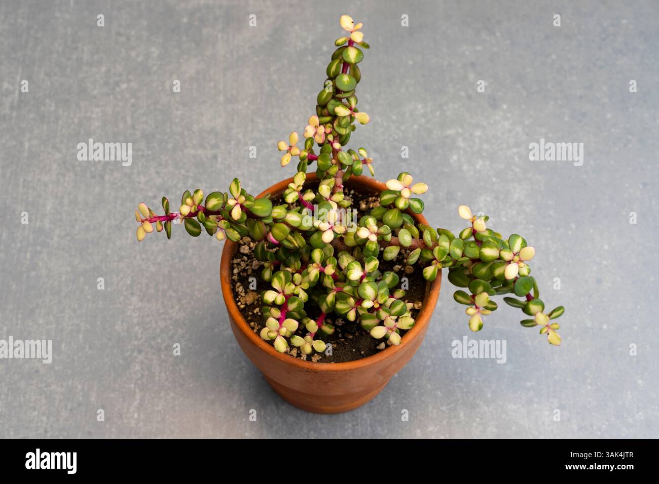 Portulacaria midstripe rainbow bush in clay pot. Top view Stock Photo ...