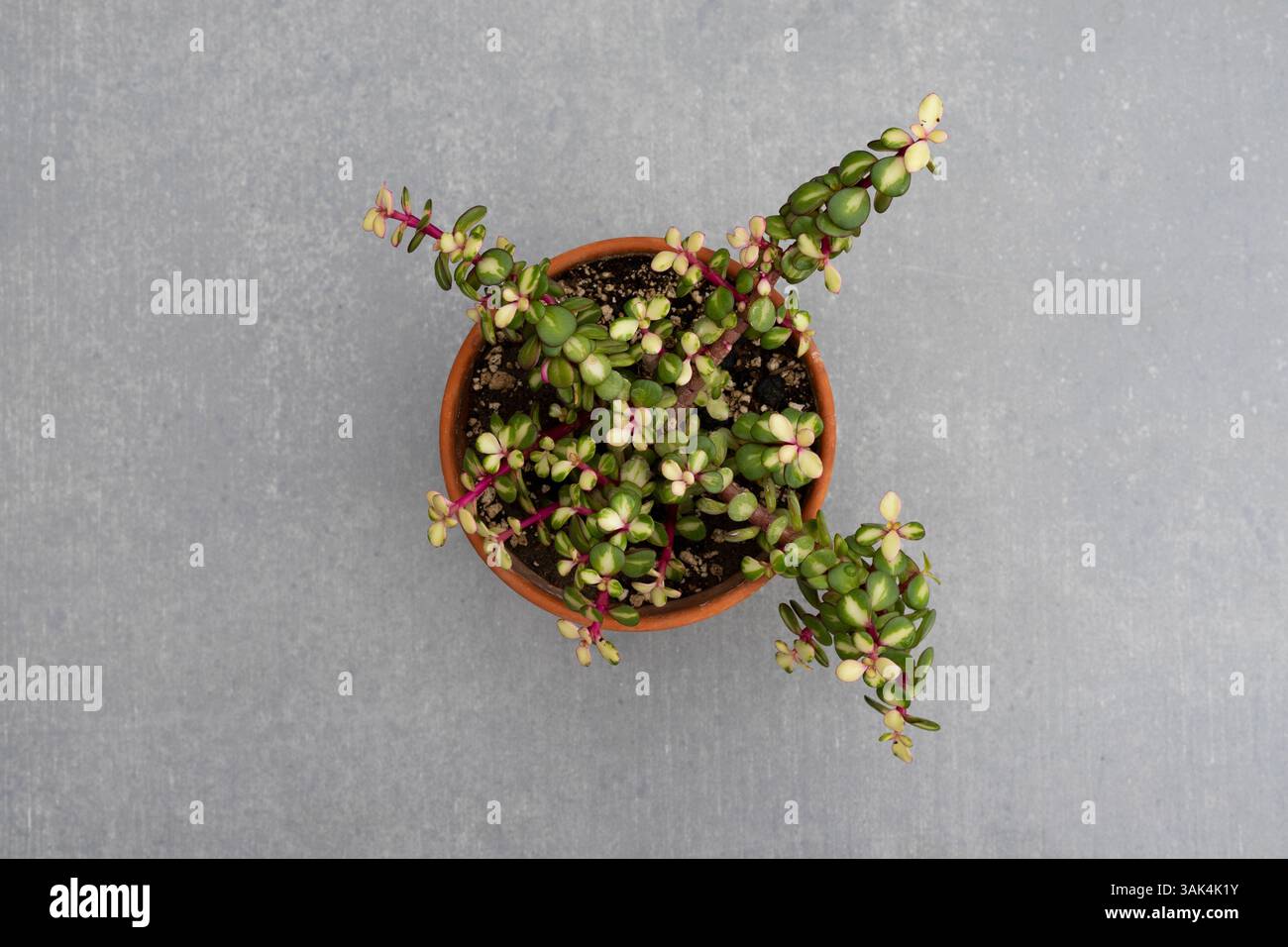 Top view of variegated rainbow elephant bush in terracotta pot Stock ...