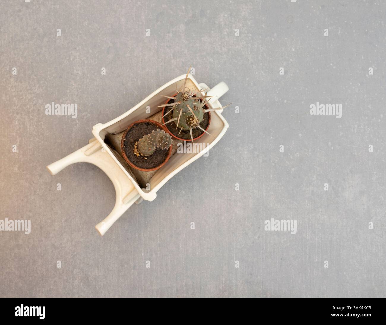 Tephrocactus paper spine and spine less cactus in ceramic decorative ...