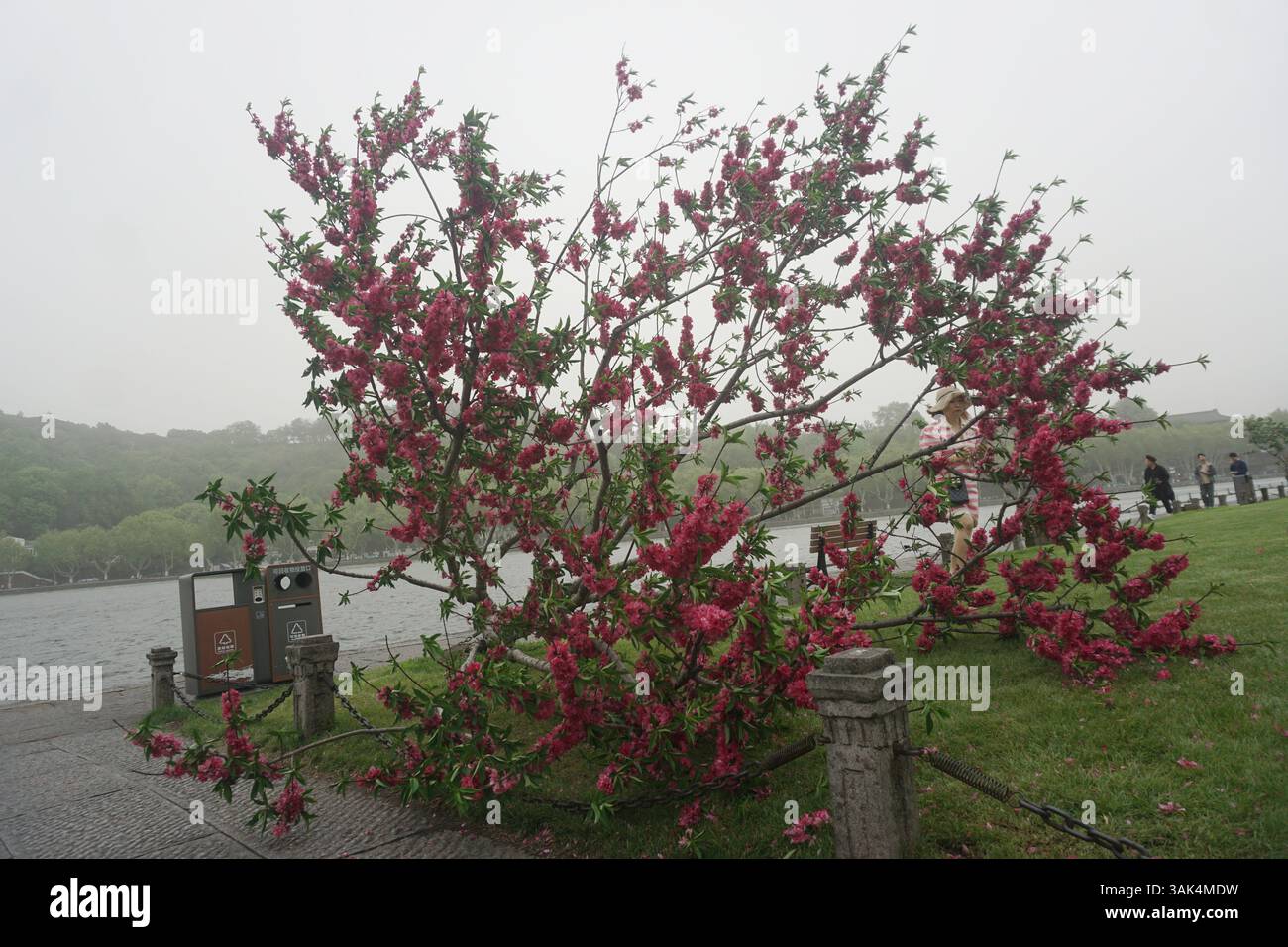 HANGZHOU, CHINA - APRIL 12, 2025 - A peach tree in full bloom is blown ...
