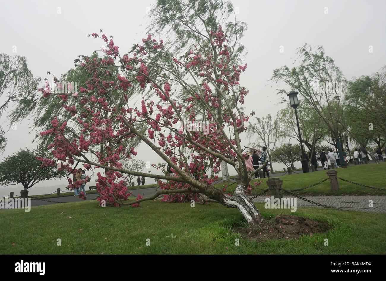 HANGZHOU, CHINA - APRIL 12, 2025 - A peach tree in full bloom is blown ...