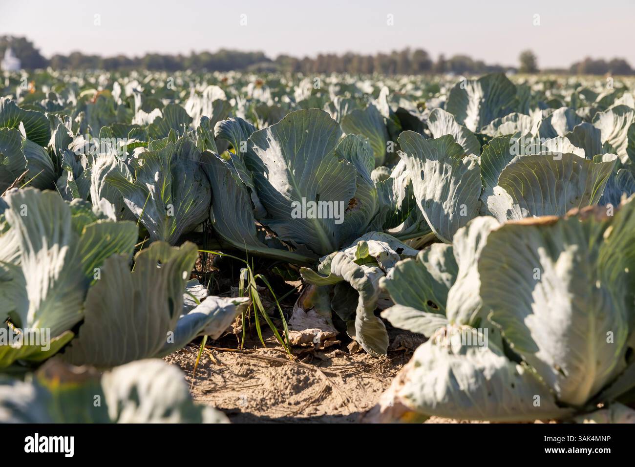 a ripening cabbage crop, part of which was damaged by insect ...