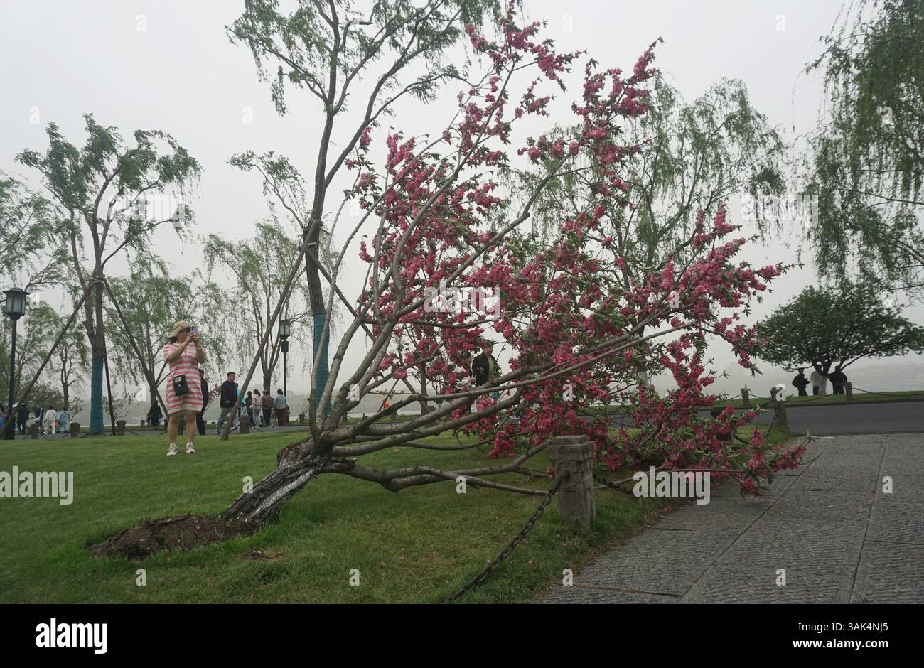 HANGZHOU, CHINA - APRIL 12, 2025 - A peach tree in full bloom is blown ...