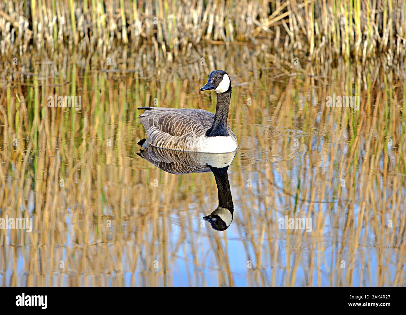 Elegant picture of canadian goose hi-res stock photography and images ...
