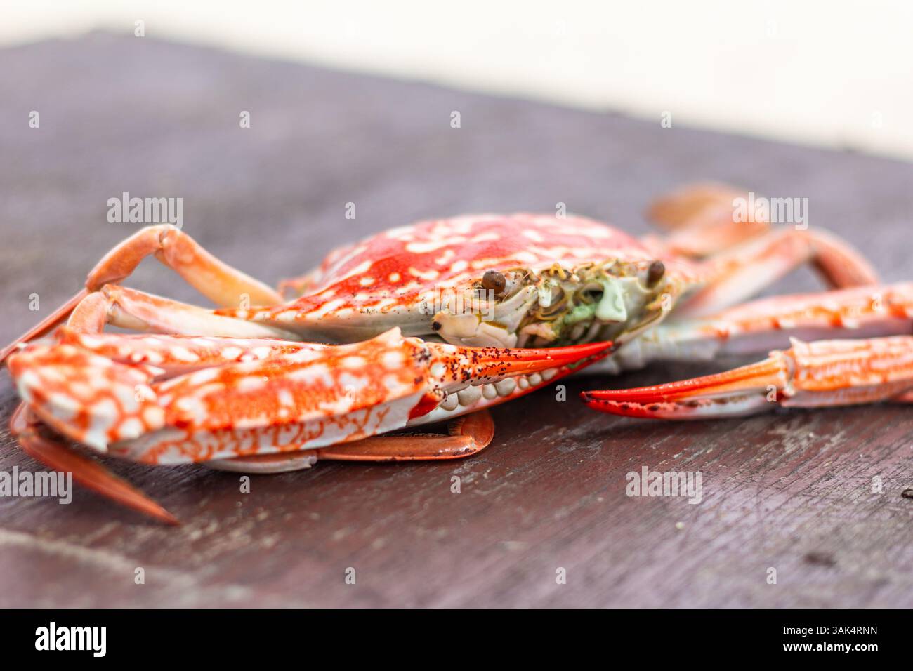 Freshly cooked red crab served on a table in Isla Gigantes, Iloilo ...