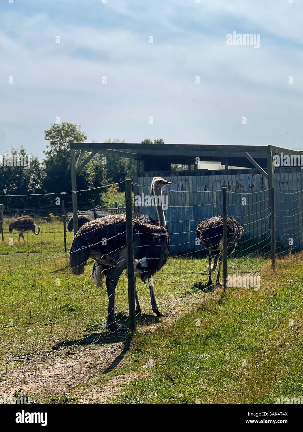 Many ostrich birds at a farm behind fence, sunny daylight and blue sky ...