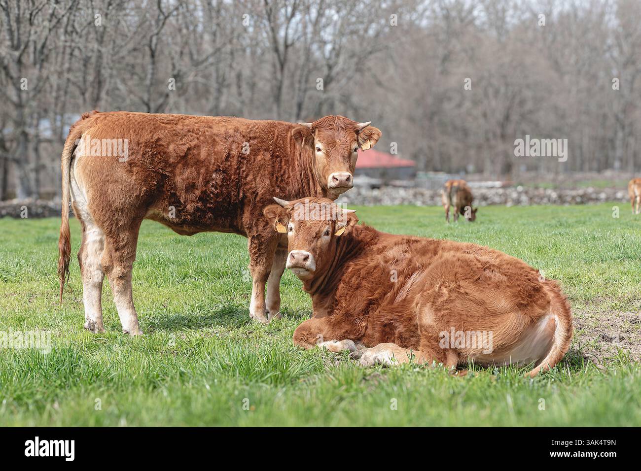 Rural life, cows roaming free in a meadow in harmony with nature Stock ...