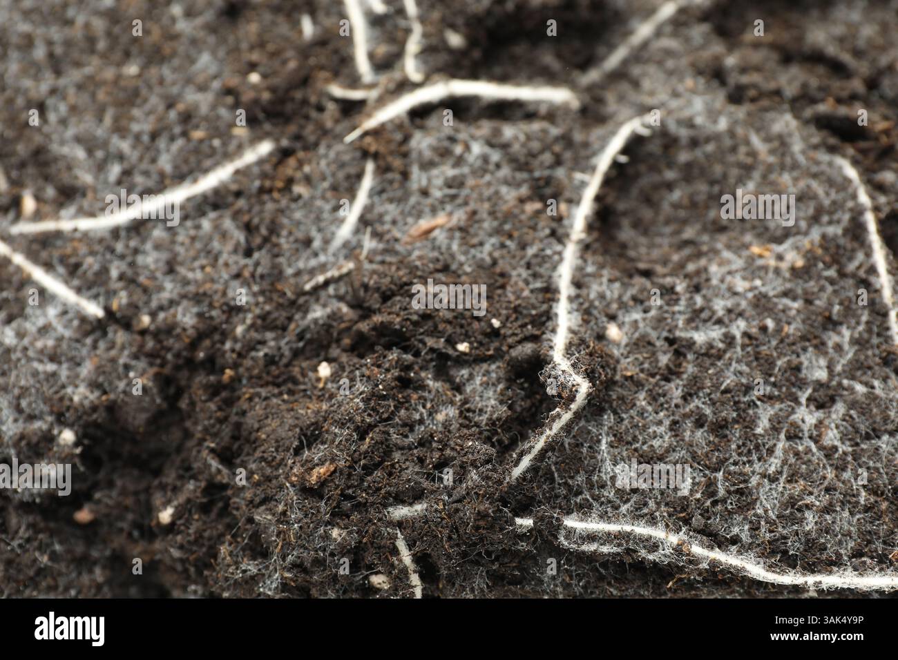 Soil with roots and white mold, closeup Stock Photo - Alamy
