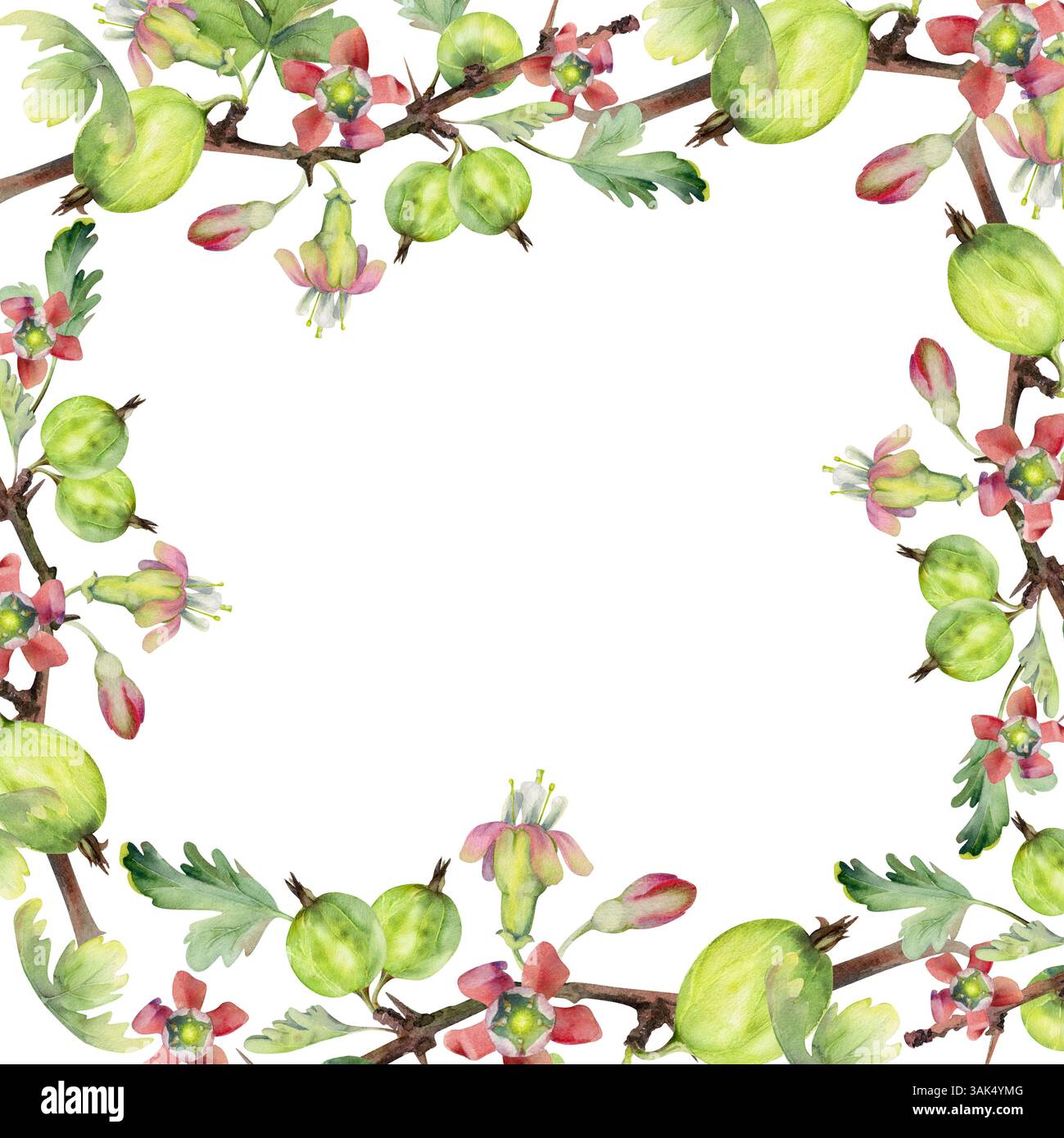 Gooseberry berries leaves flower buds on thorny branch, watercolor hand ...