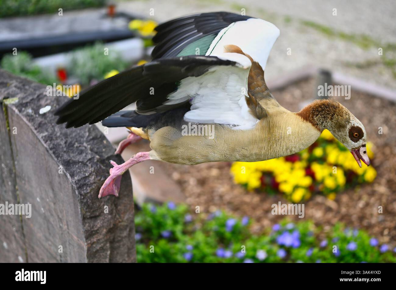 Egyptian Goose Spreads Its Wings And Takes Off From A Tombstone Stock ...
