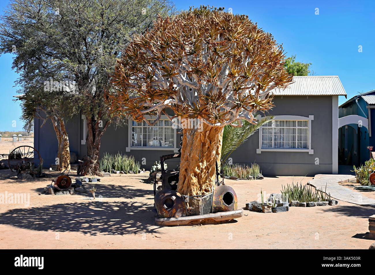 Tree growing through old car hi-res stock photography and images - Alamy