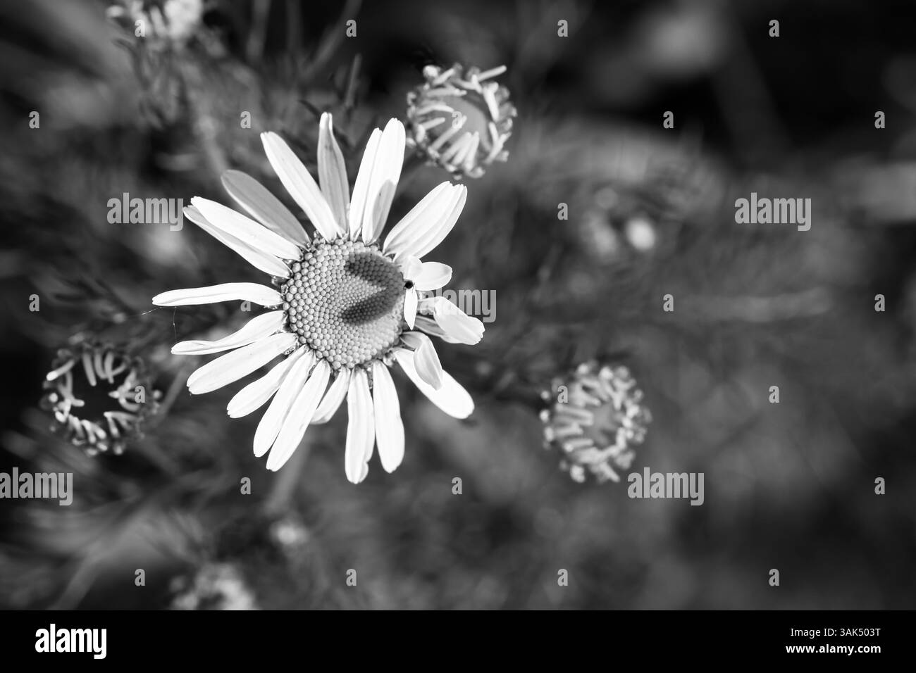 Magritte With White Petals, On Which A Heart Is Outlined By A Shadow In ...