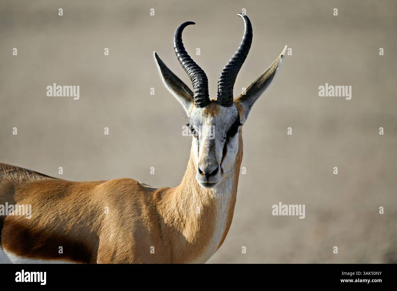 Springbok Close-up Of The Head Stock Photo - Alamy