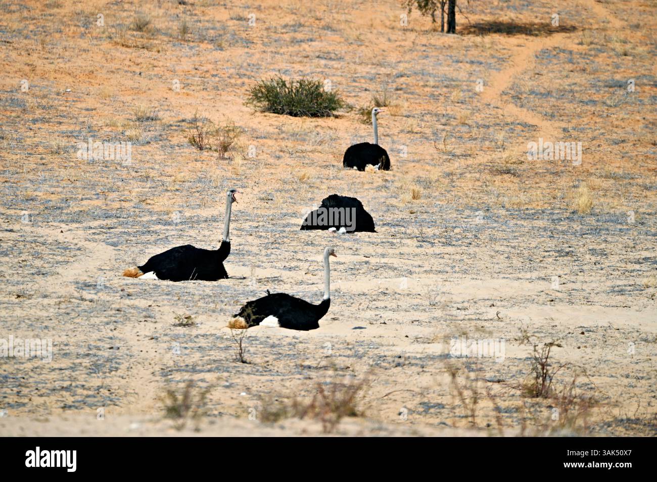 Ostriches Lie In The Sand Of The Dry River Nossob And Protect ...