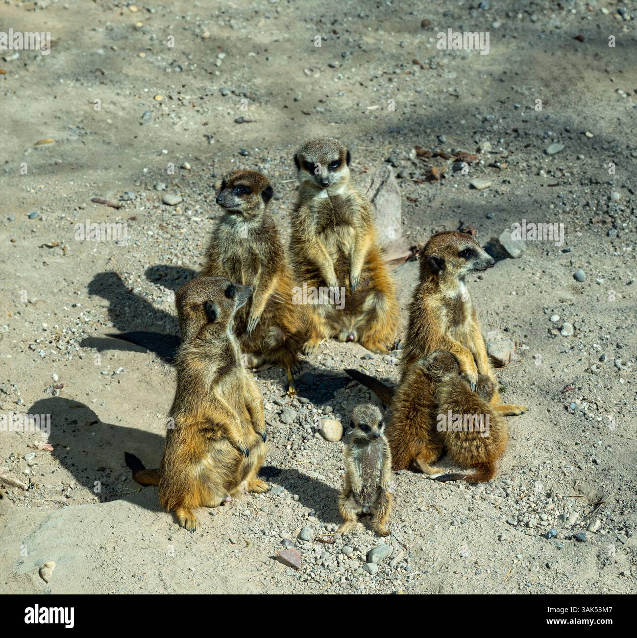 Meerkats (Suricata suricatta) with young animals Stock Photo - Alamy