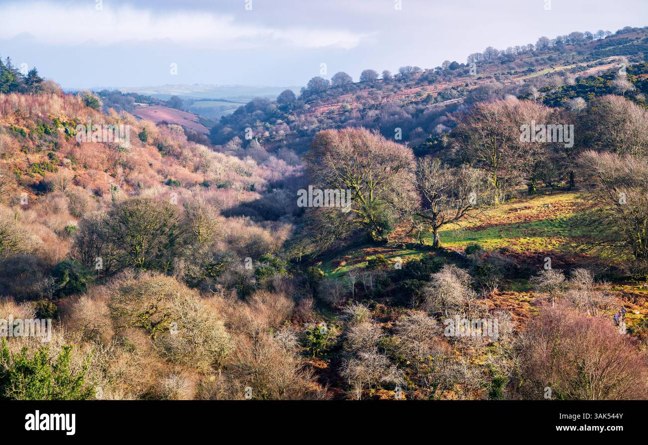 View of Belstone Cleave, or the Taw River Valley, looking in the ...