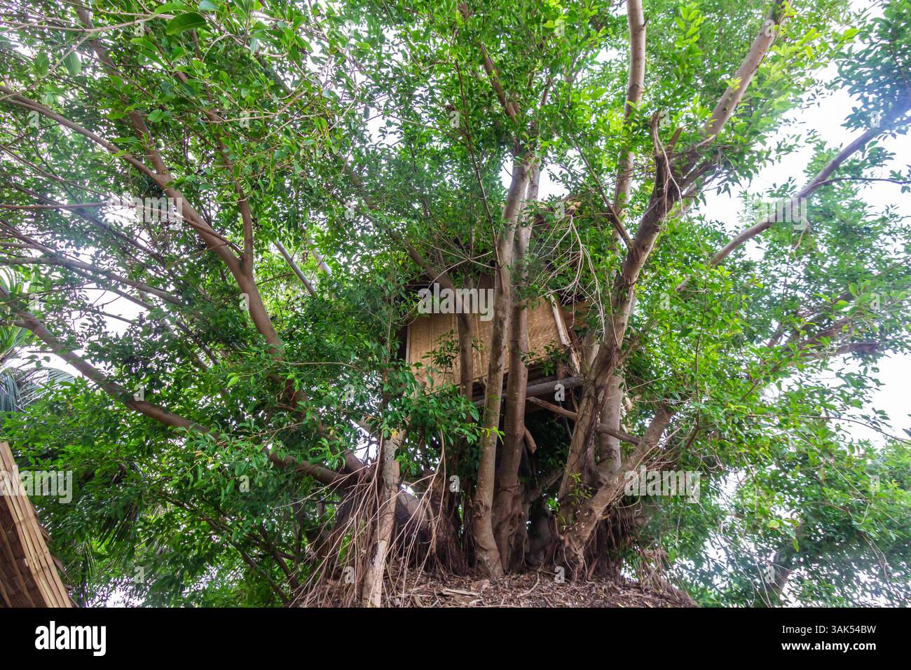 A rustic tree house perched atop a balete tree offers a unique nature ...