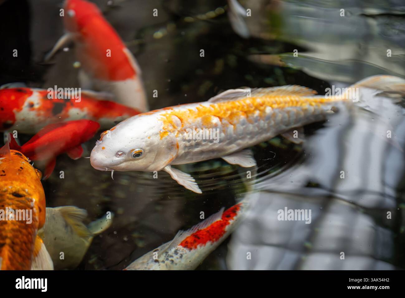 Colorful koi fish swimming in pond water with natural reflections on ...