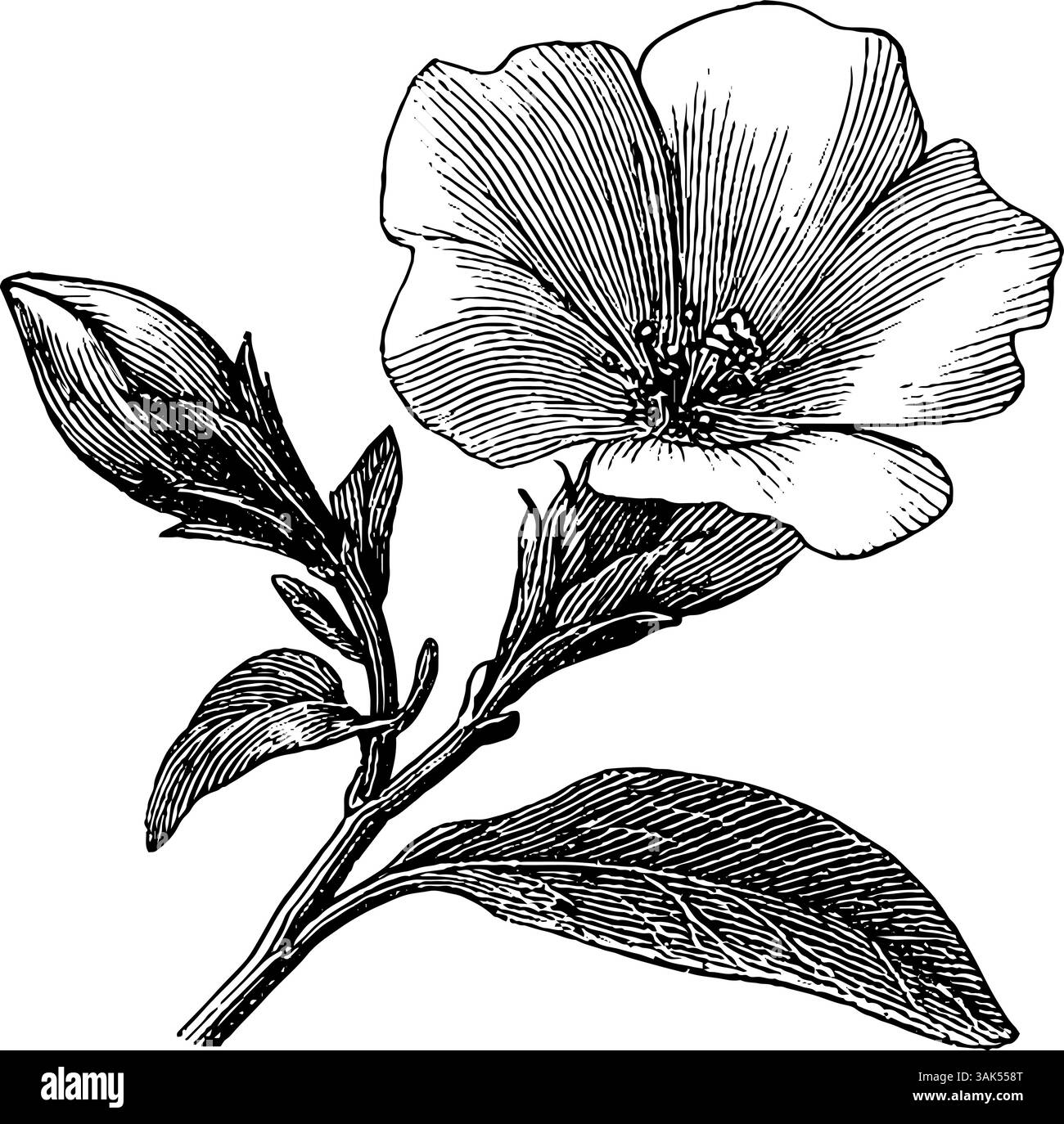 Engraved floral illustration of a pressed small flower for botanical ...